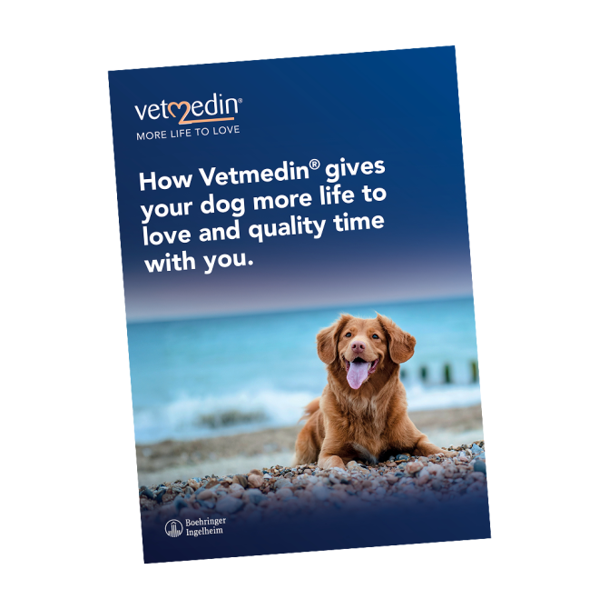 Dogs with MVD | Vetmedin UK